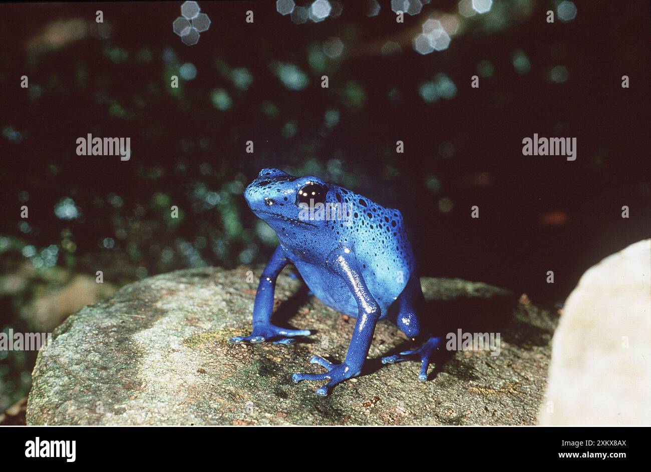 Blue arrow poison frogs hi-res stock photography and images - Alamy