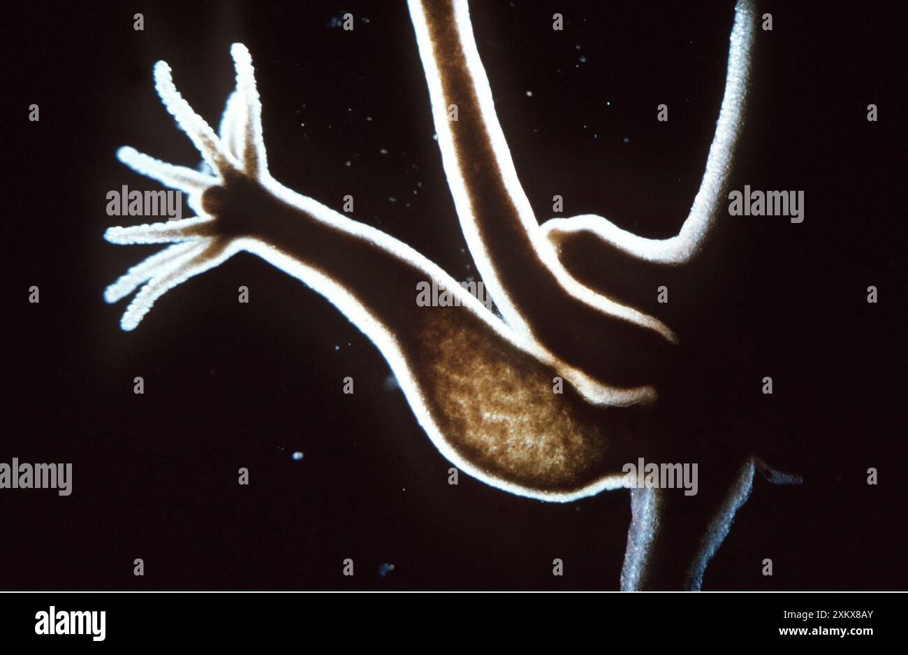 Hydras hi-res stock photography and images - Alamy