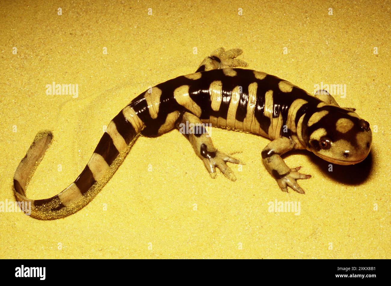 Salamander on sand hi-res stock photography and images - Alamy