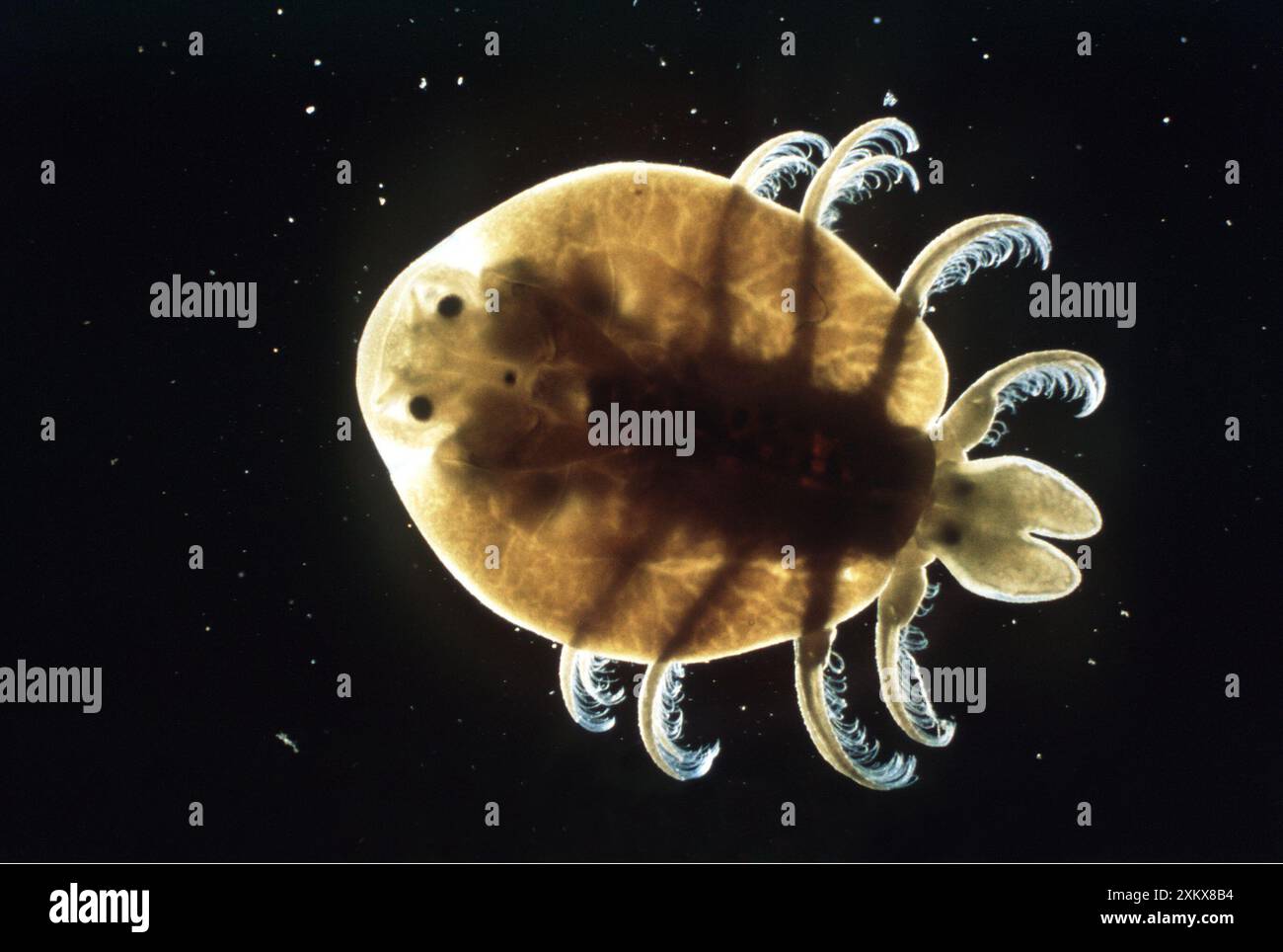 FISH LOUSE - x3 magnification Stock Photo - Alamy