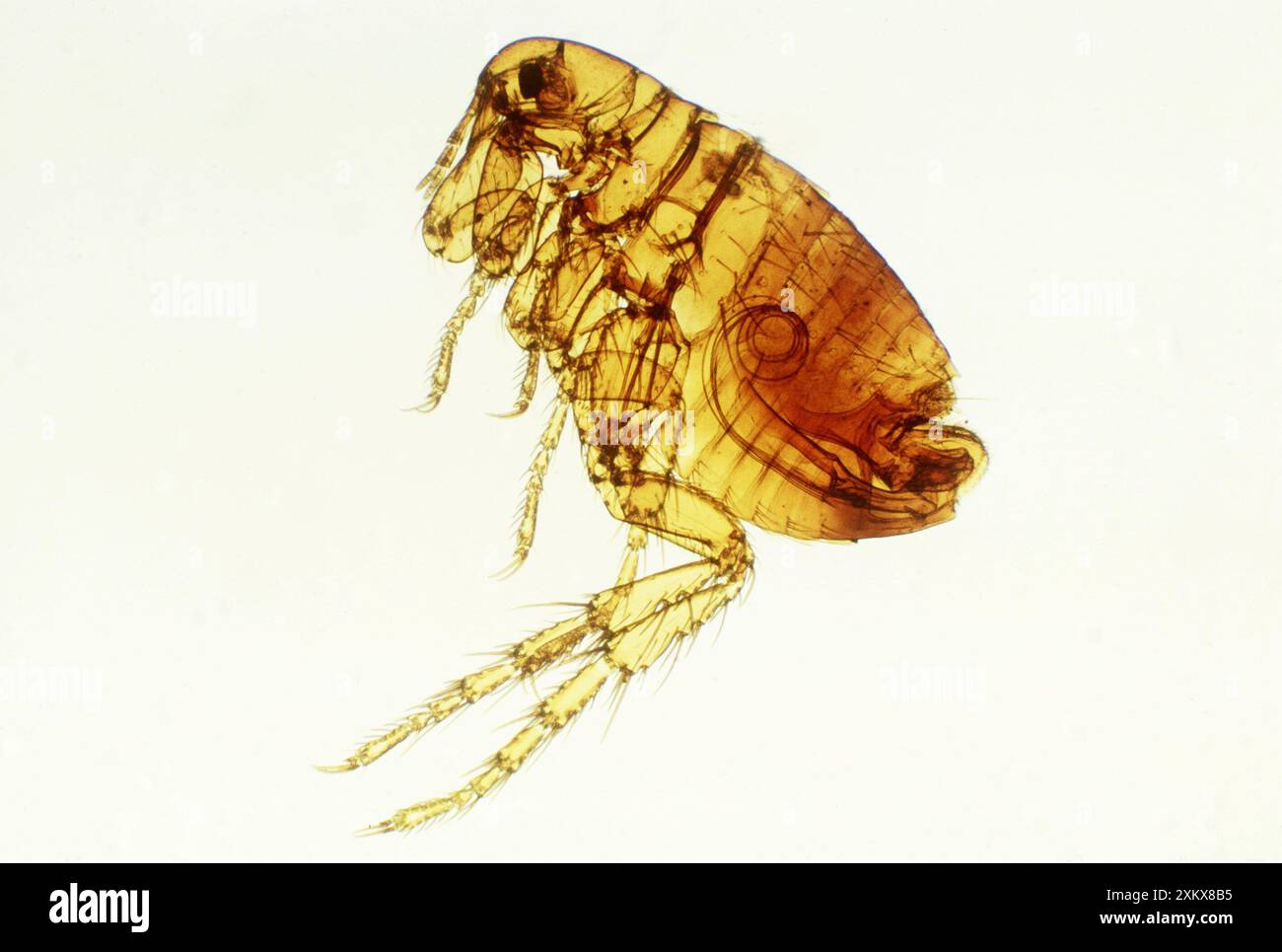 HUMAN FLEA - X 7 1/2 magnification Stock Photo - Alamy