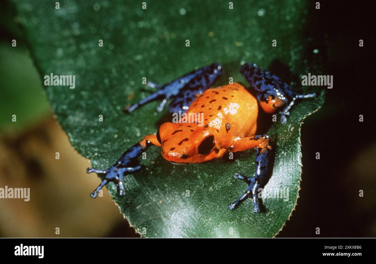 POISON ARROW / DART FROG - ON LEAF Stock Photo - Alamy