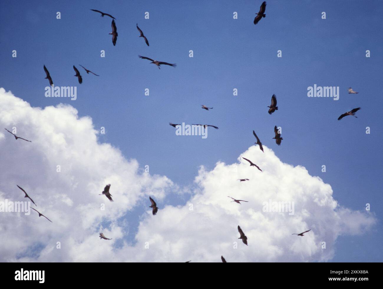 AFRICAN VULTURES - flock in flight Stock Photo - Alamy