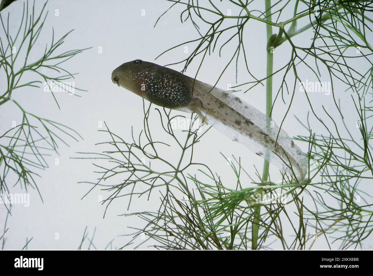 COMMON FROG TADPOLE - with back legs Stock Photo - Alamy