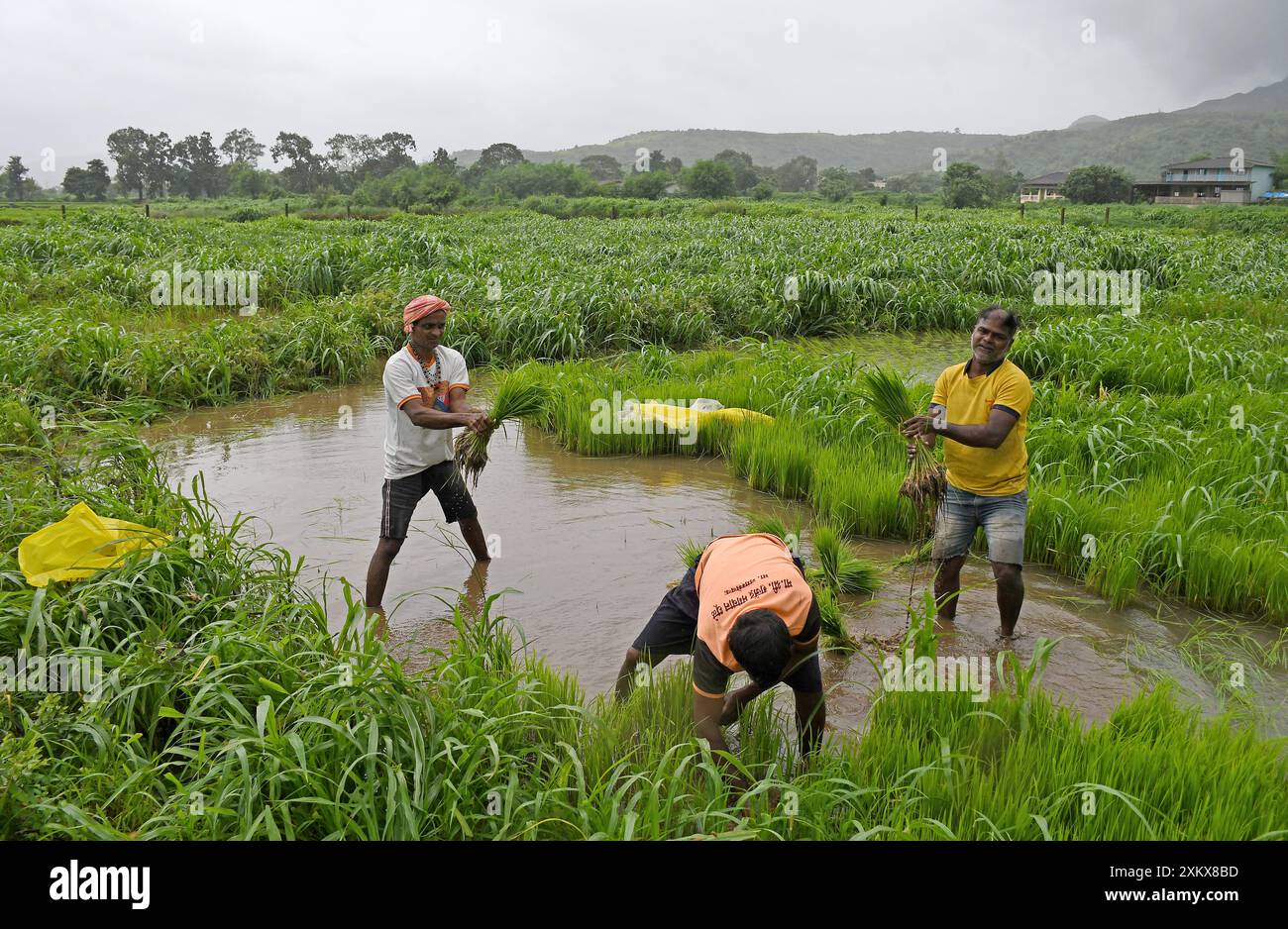 Mumbai, India. 24th July, 2024. Men pluck rice saplings at a paddy ...