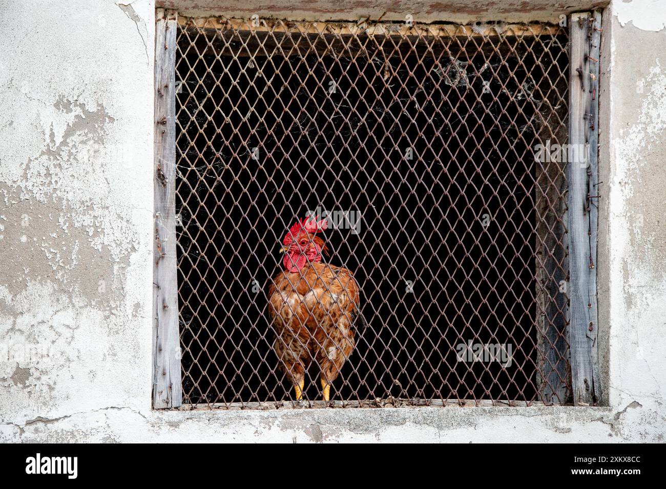 A rooster stands behind wire mesh in an old, worn window frame, looking ...
