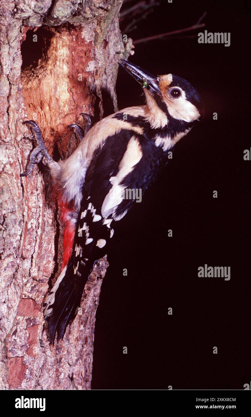 Great-Spotted / Greater-Spotted WOODPECKER - at nest Stock Photo - Alamy