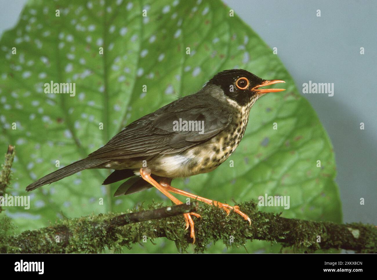 Spotted Nightingale Thrush Stock Photo - Alamy