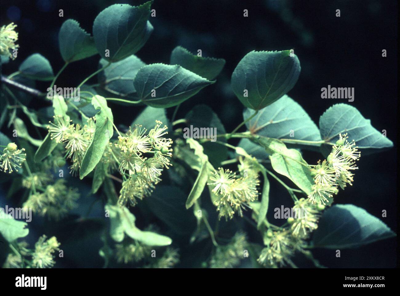 Common flowers hi-res stock photography and images - Alamy