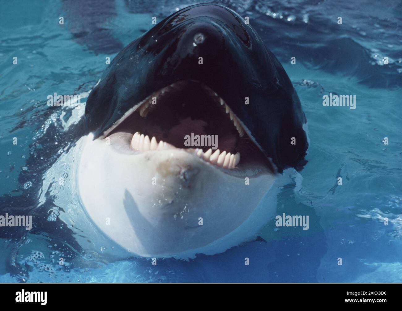 KILLER WHALE / Orca Stock Photo - Alamy
