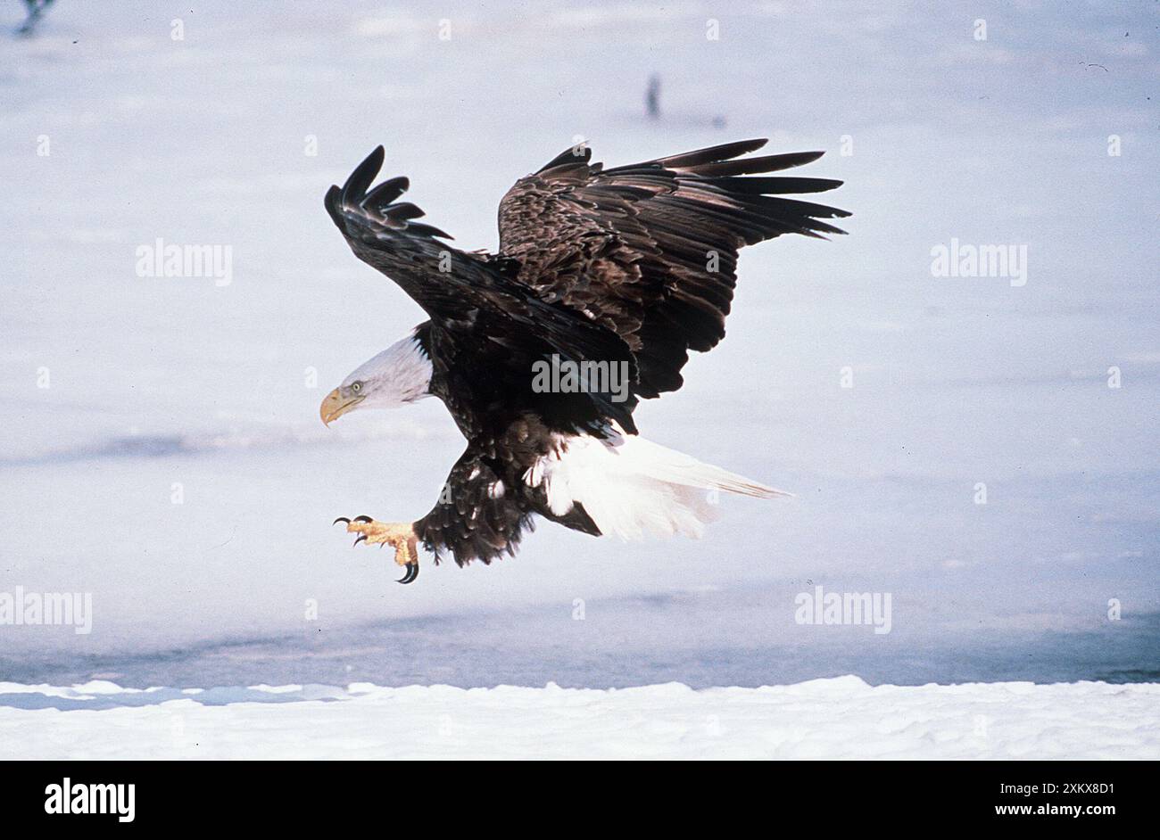 BALD EAGLE - landing Stock Photo - Alamy