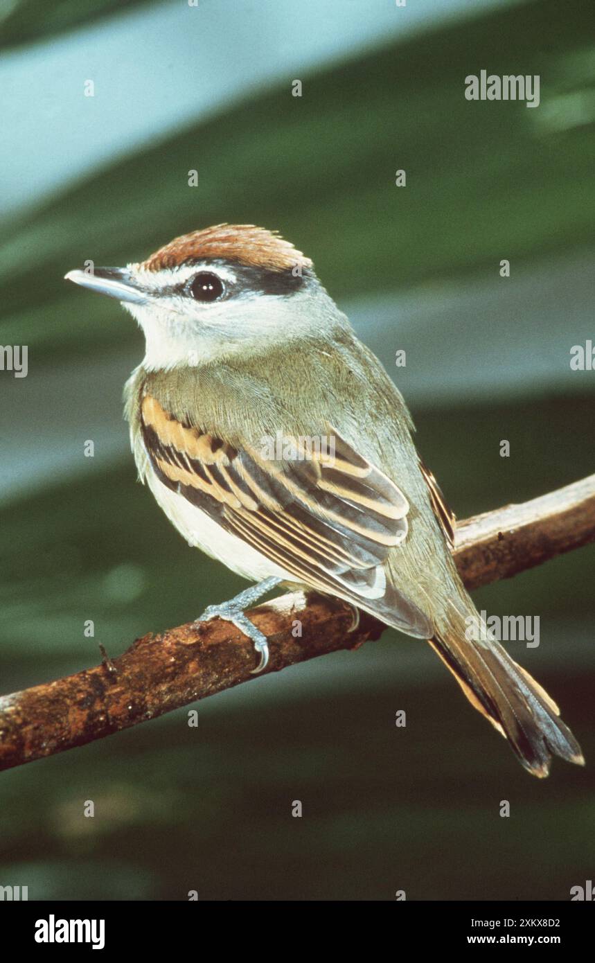 BLACK AND WHITE BECARD - Female Stock Photo - Alamy