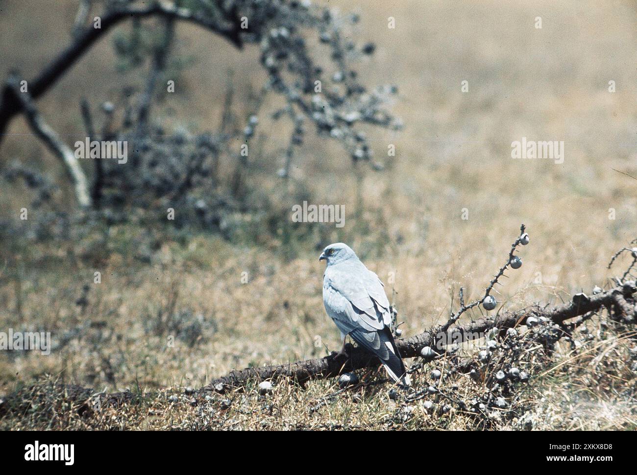 Male raptor hi-res stock photography and images - Alamy