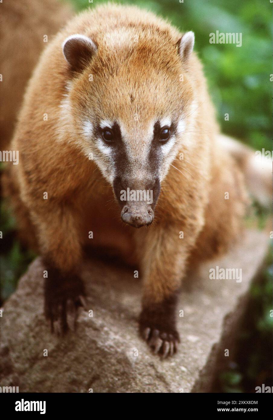 COATIMUNDI / COATI - close-up Stock Photo - Alamy