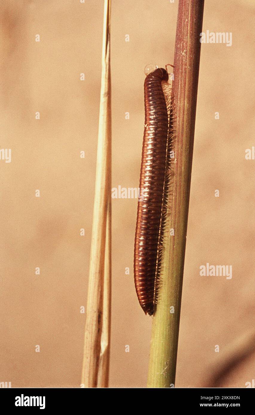 Millipede millipedes hi-res stock photography and images - Alamy