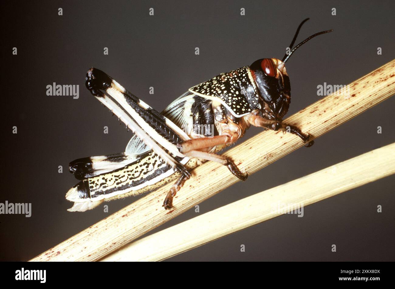 The hopper hi-res stock photography and images - Alamy