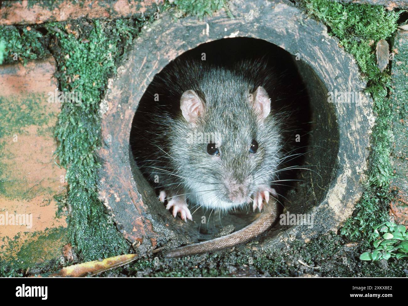 BROWN / COMMON / NORWAY RAT- in drain pipe Stock Photo - Alamy