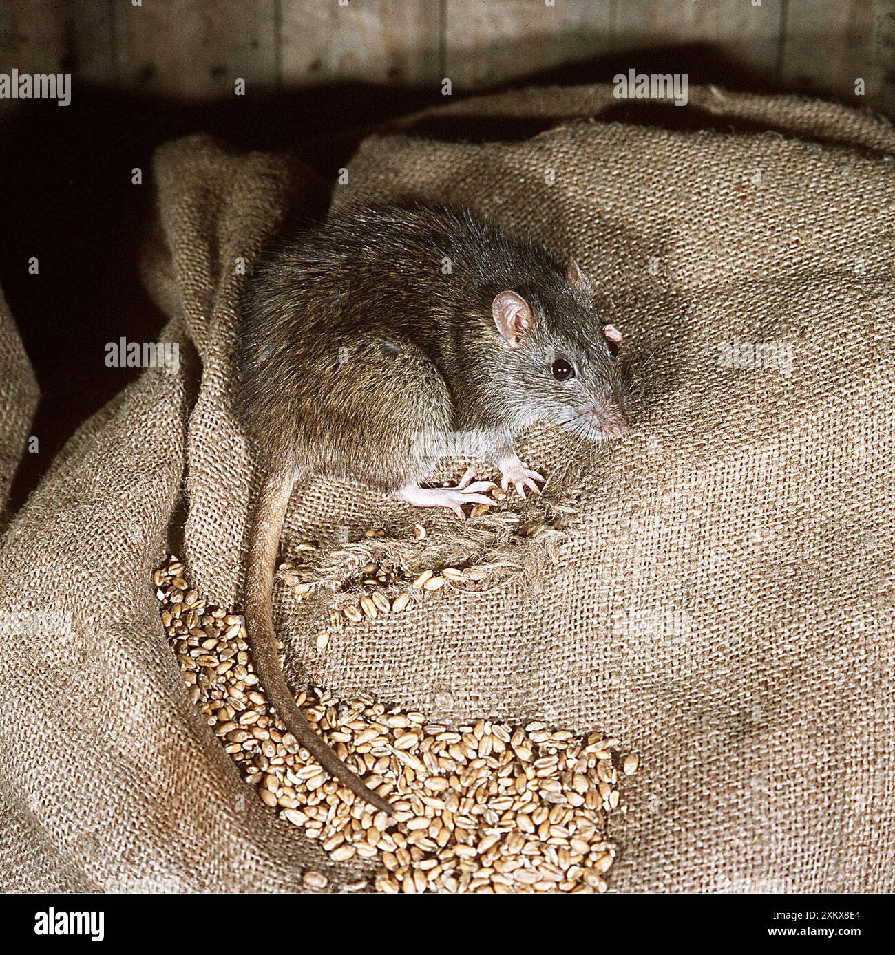 BROWN / COMMON / NORWAY RAT- close-up on sack Stock Photo - Alamy