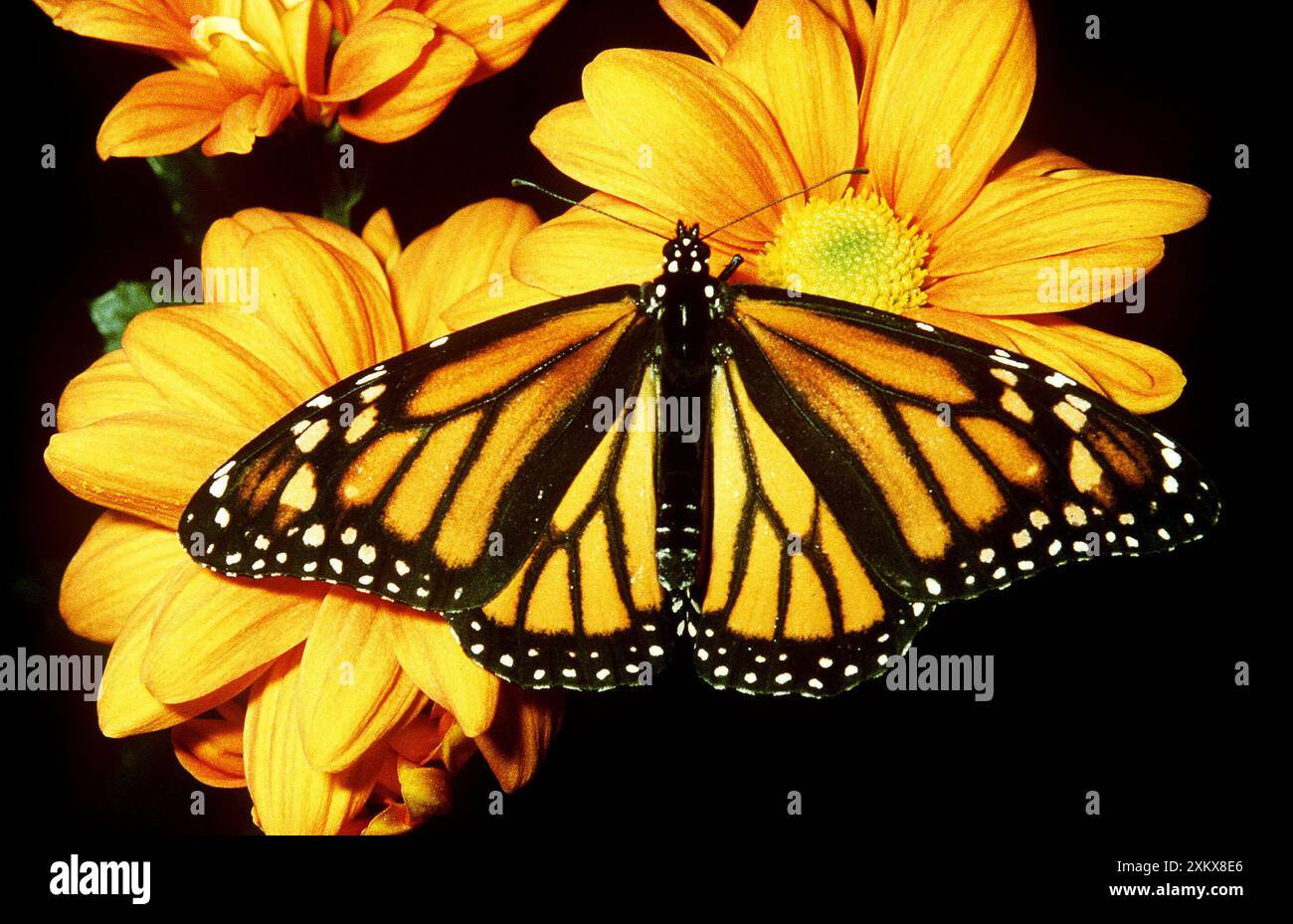 Wanderer / Monarch / Milkweed Butterfly Stock Photo - Alamy