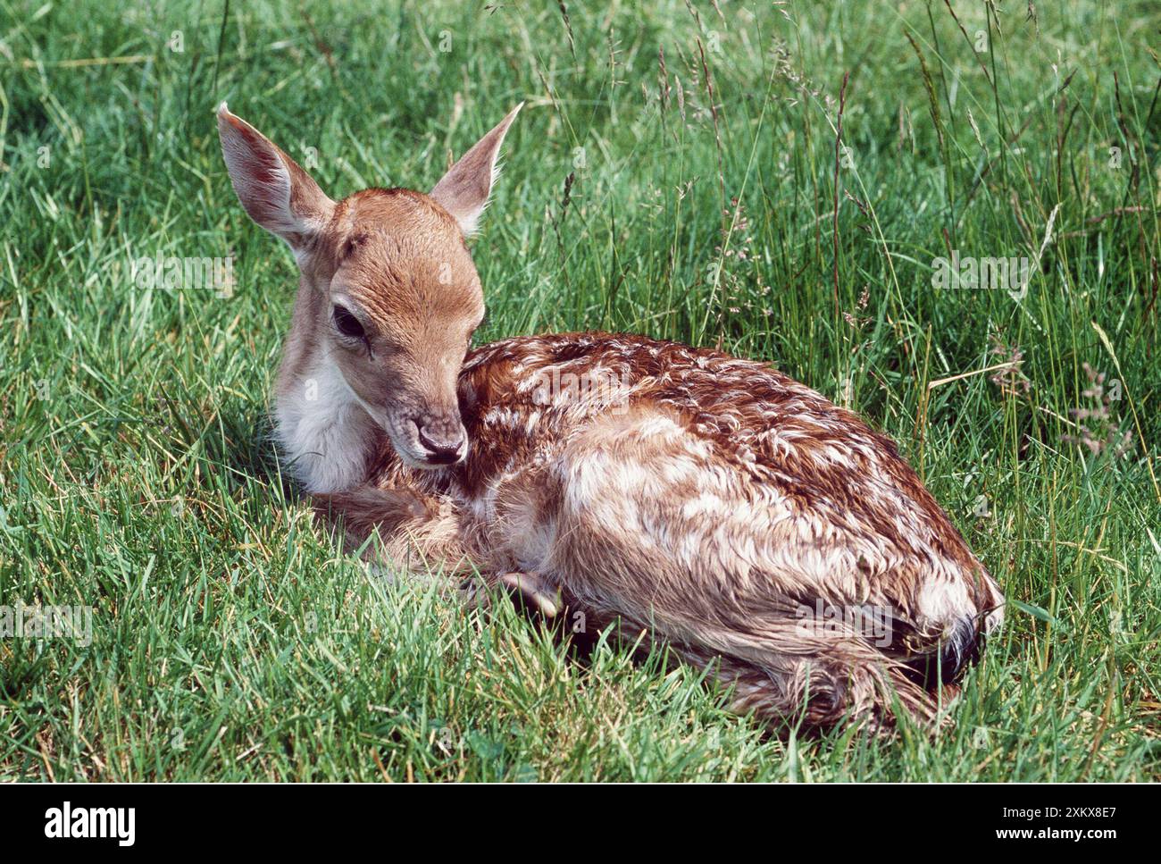 Fallow Deer - fawn Stock Photo - Alamy