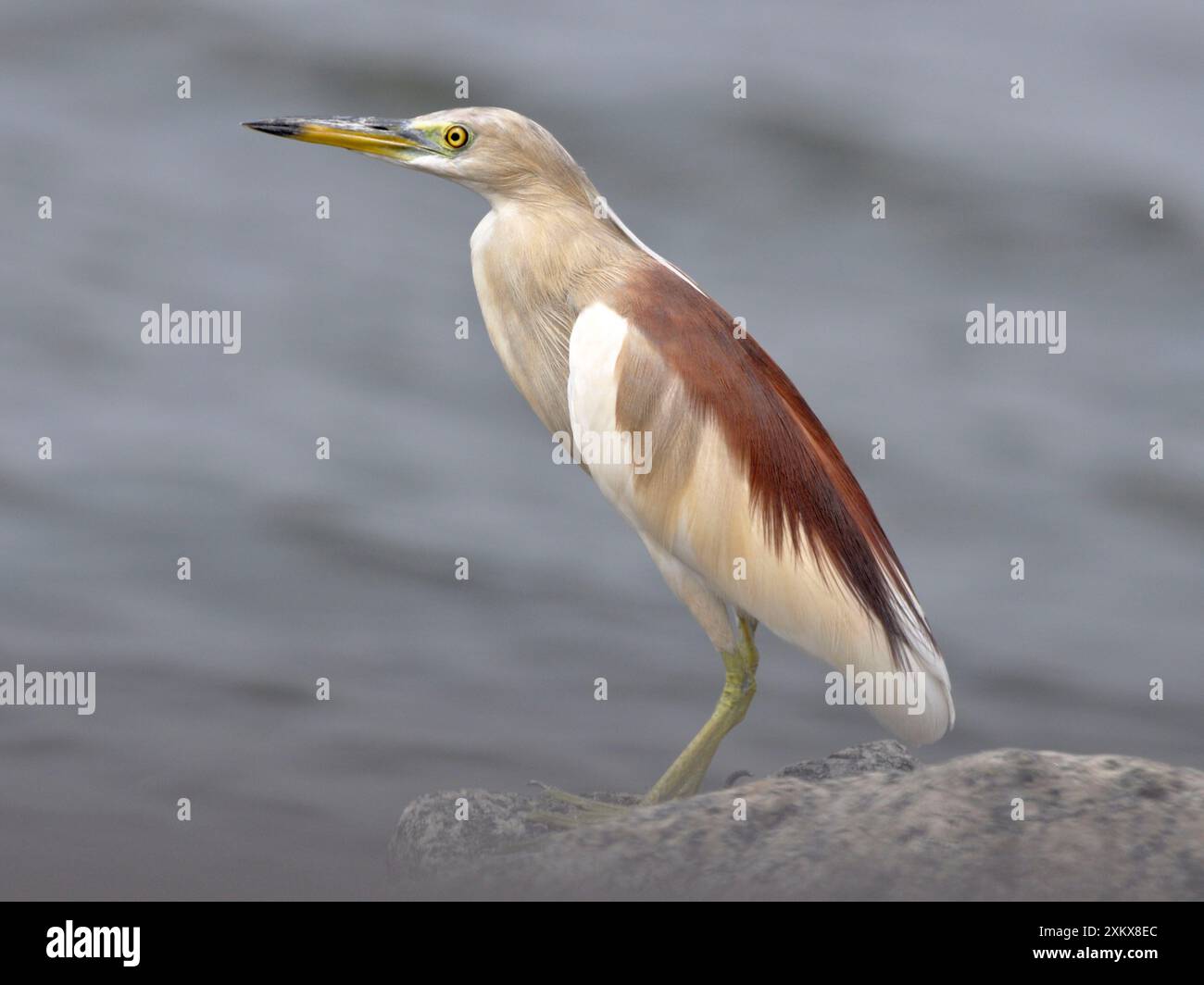Indian Pond Heron / Paddybird Stock Photo - Alamy