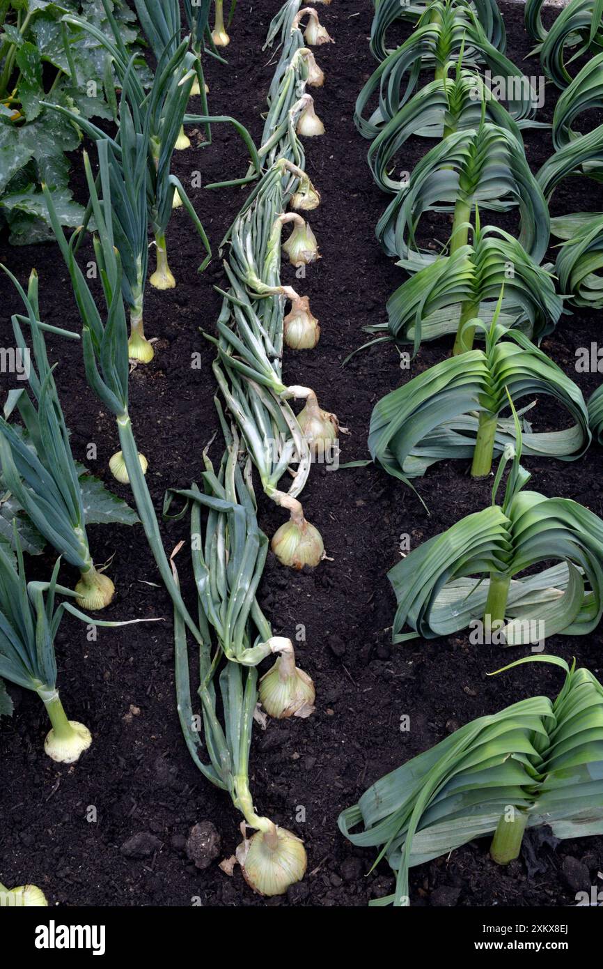 80180153 Onions - variety Centurion and Exhibition Stock Photo - Alamy