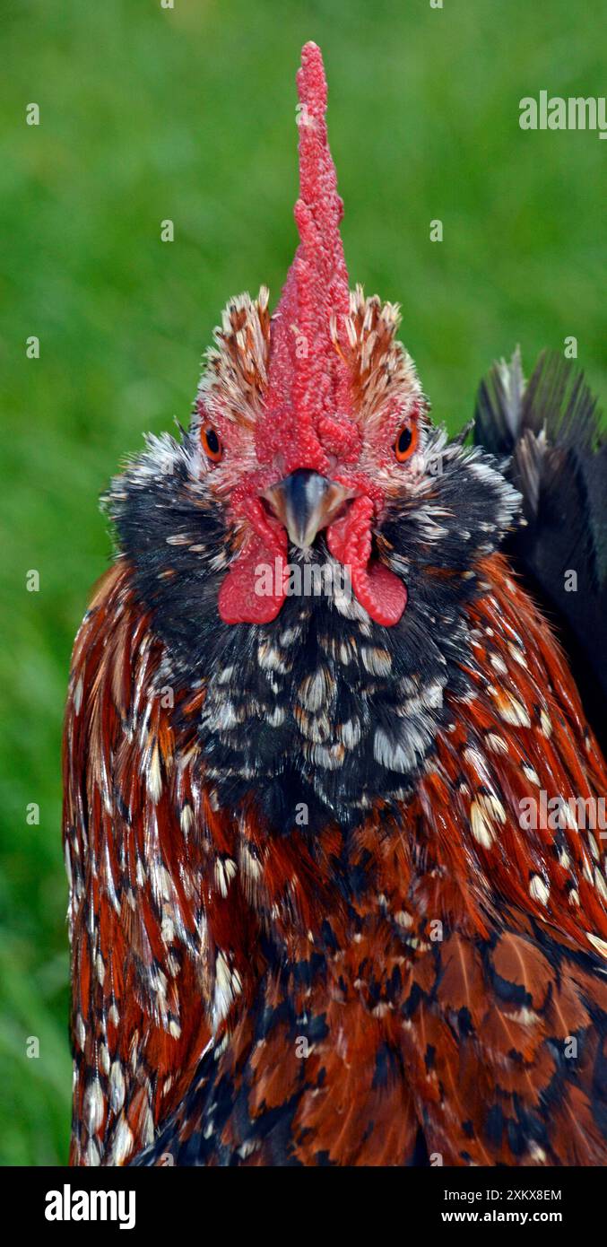 Poultry chicken breeds hi-res stock photography and images - Alamy