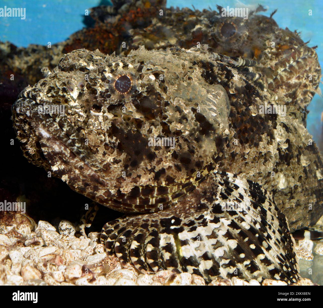 80180127 Spotted Scorpion Fish - two - from the Stock Photo - Alamy