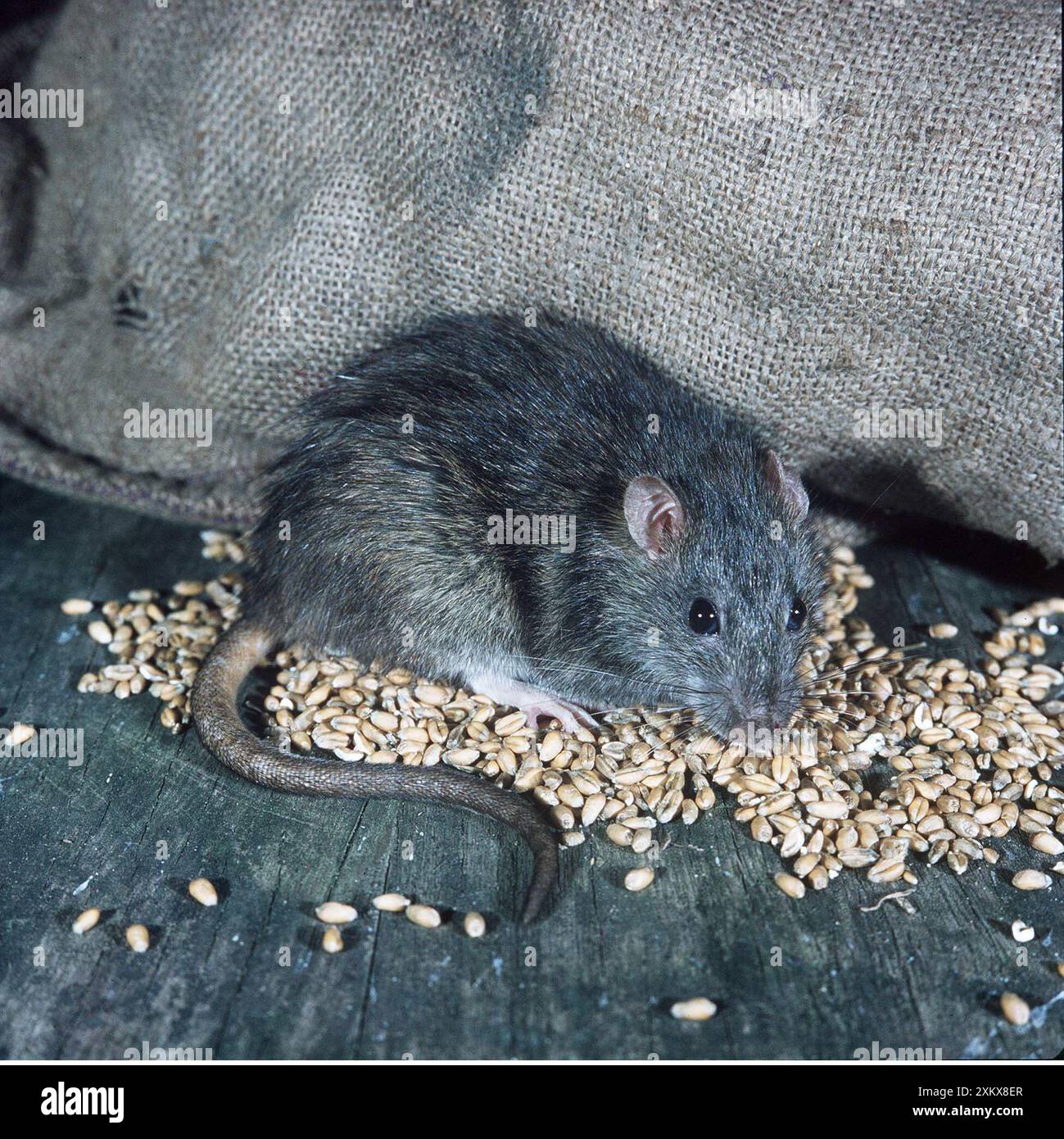 BROWN / NORWAY / COMMON RAT - with grain spilt from sack Stock Photo ... BROWN / NORWAY / COMMON RAT - with grain spilt from sack Stock Photo ...