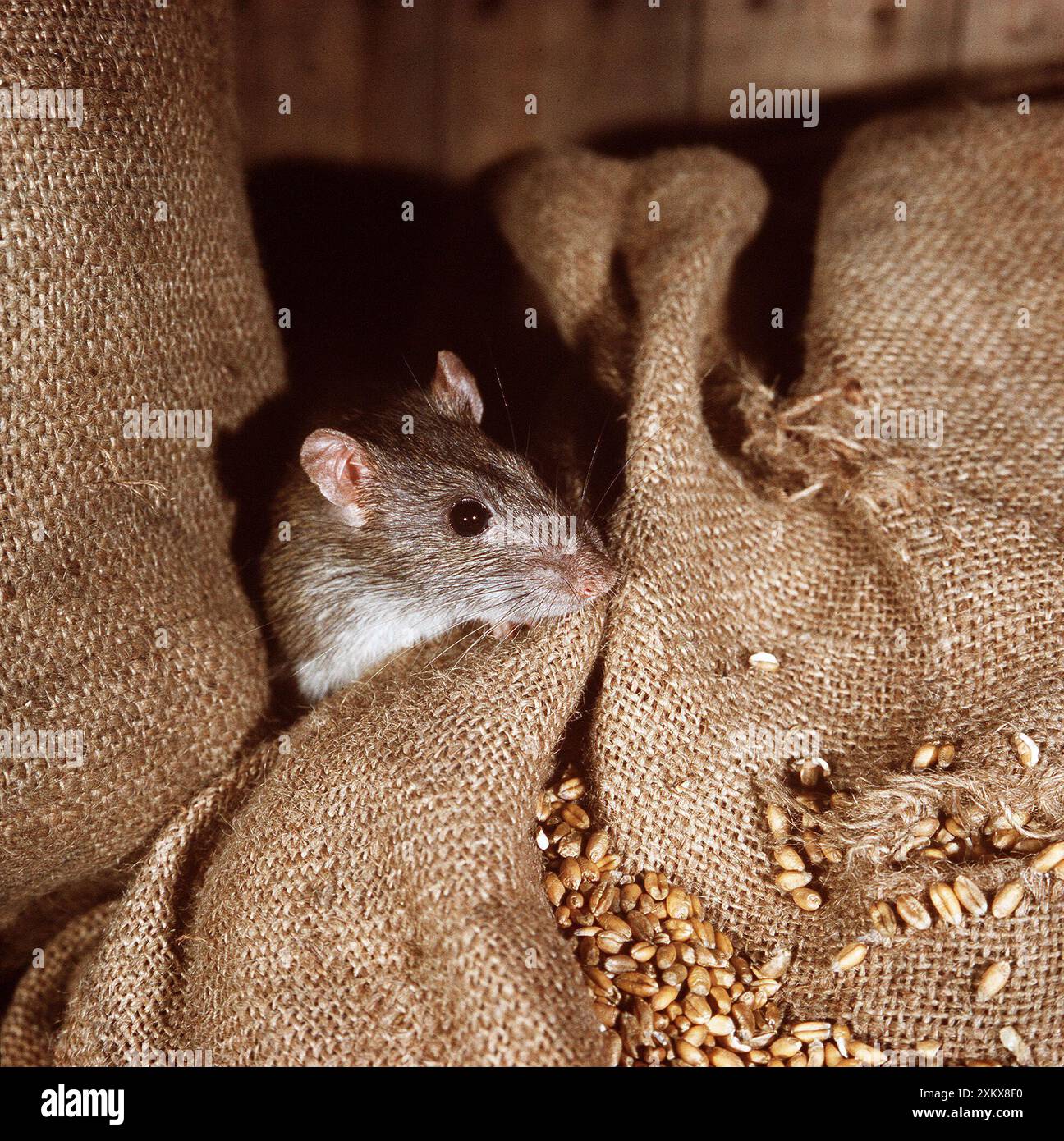 BROWN / COMMON / NORWAY RAT - in grain sack Stock Photo - Alamy