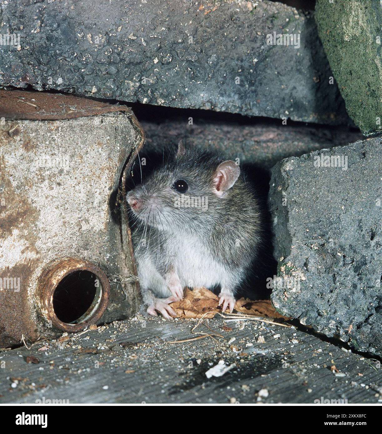 Norway rats hi-res stock photography and images - Alamy