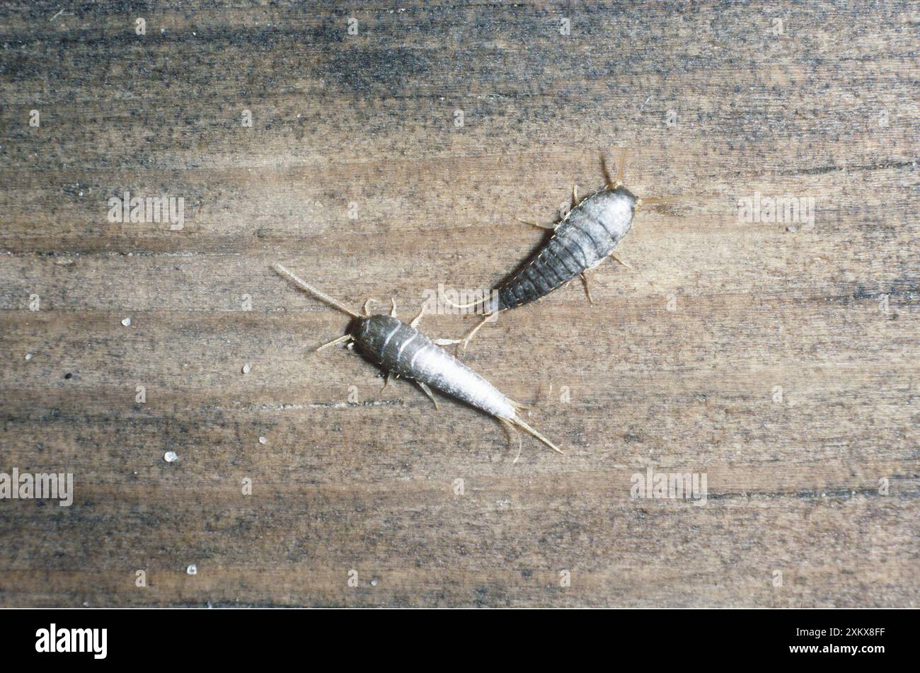 Silverfish pest hi-res stock photography and images - Alamy