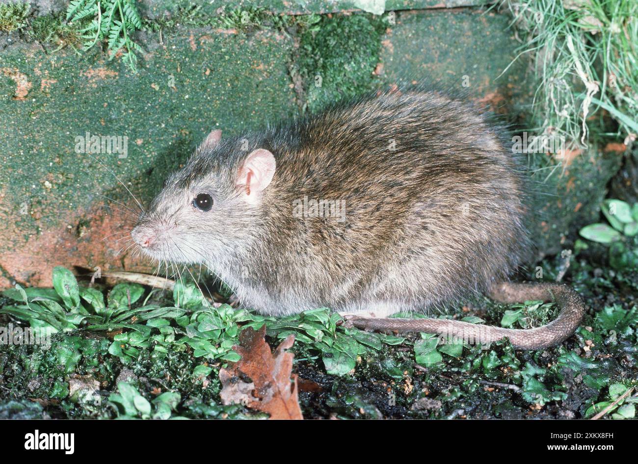 BROWN / COMMON / NORWAY RAT Stock Photo - Alamy