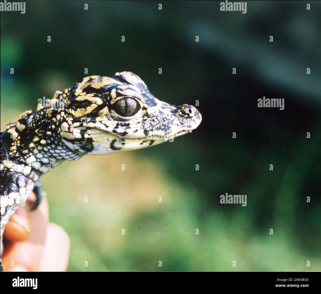 CHINESE ALLIGATOR - hatchling head, close up Stock Photo - Alamy
