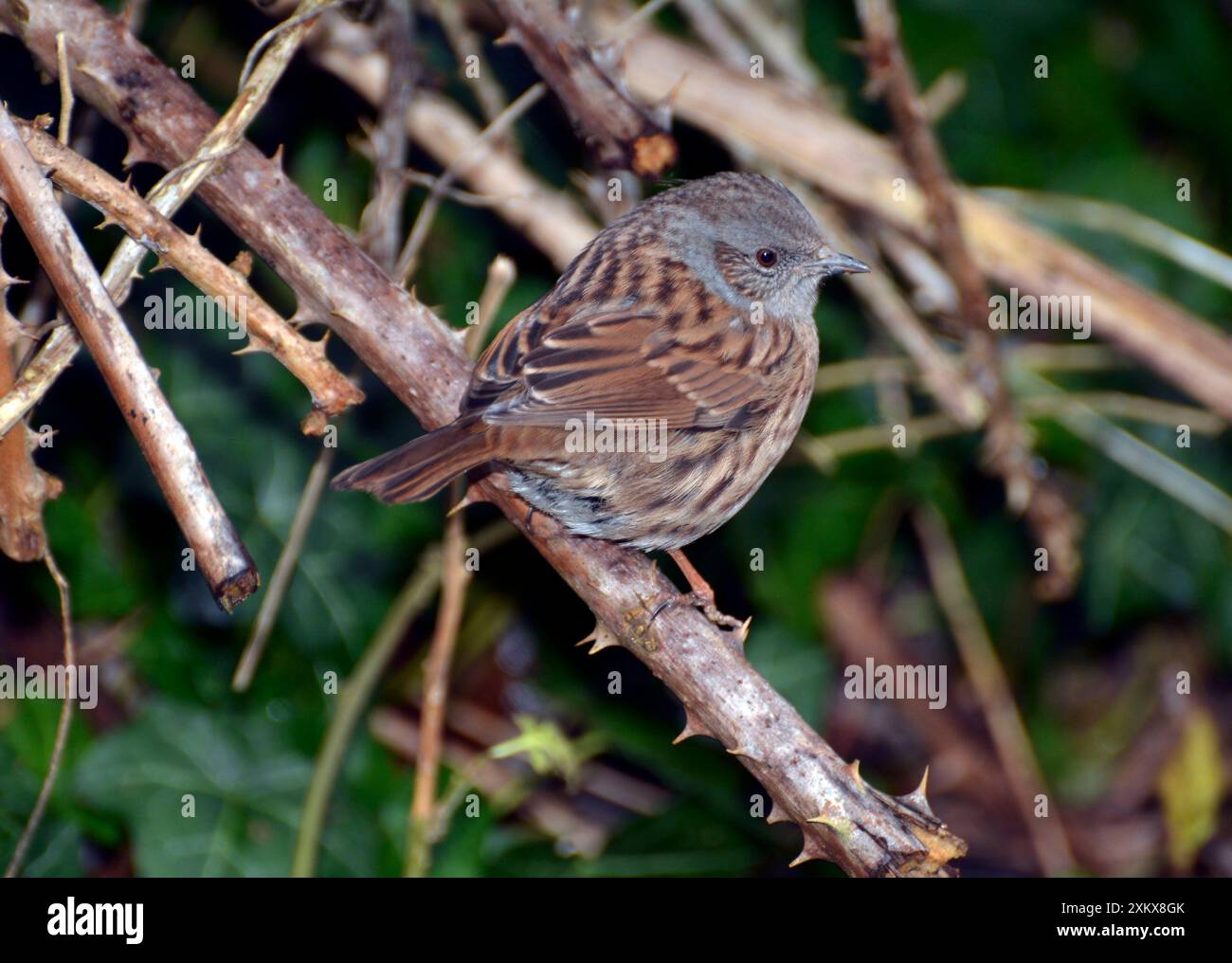 Animal hedge garden hi-res stock photography and images - Alamy
