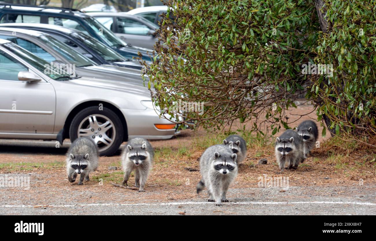 Urban raccoons hi-res stock photography and images - Alamy