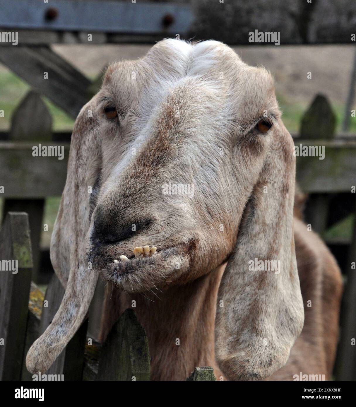 80190044 Goat Capra (domestic) Pat Morris All images Stock Photo - Alamy