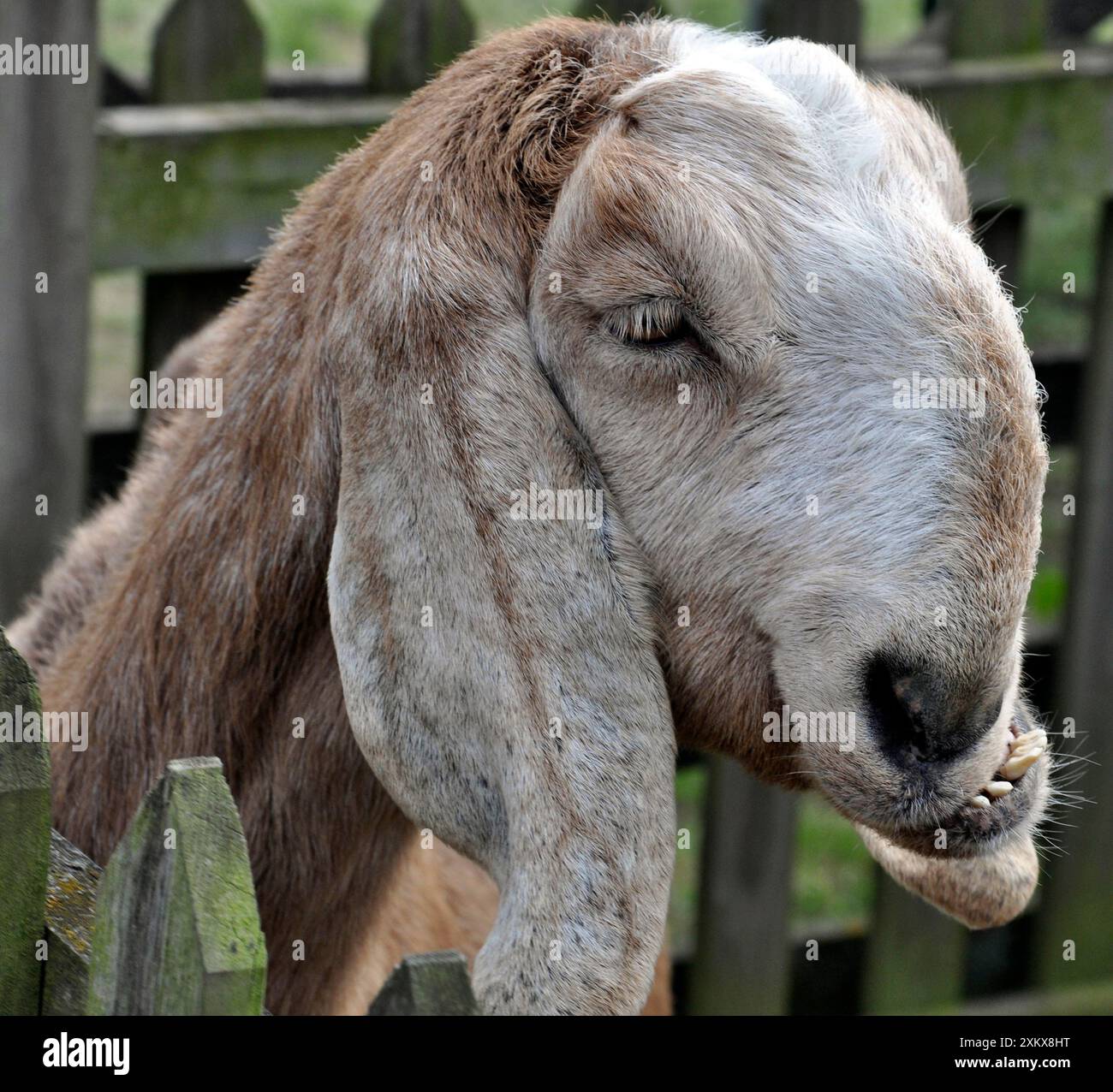 Goat teeth hi-res stock photography and images - Alamy