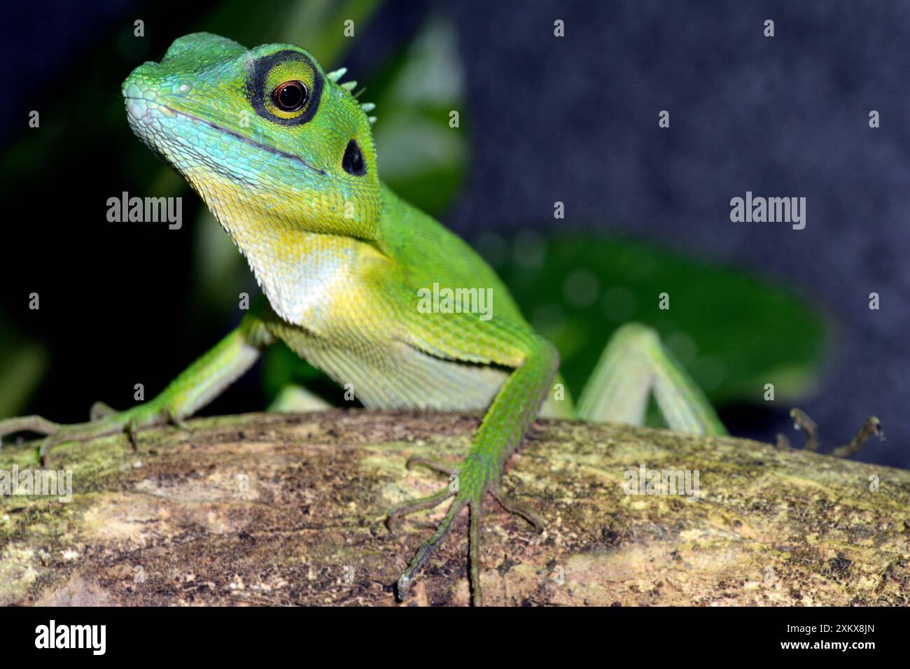 Crested lizard hi-res stock photography and images - Alamy