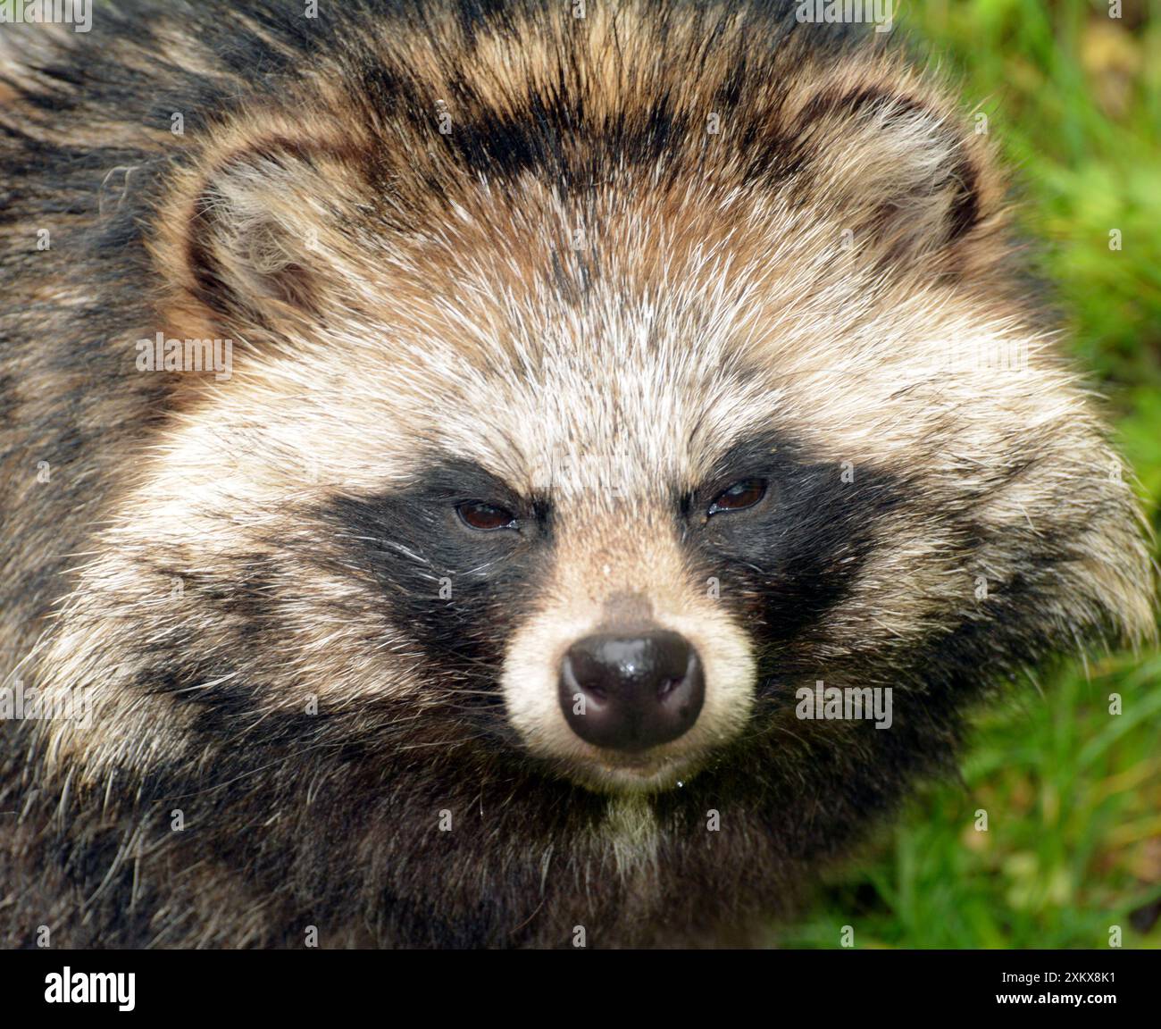 80190075 Raccoon Dog - originally from Eastern Asia Stock Photo - Alamy