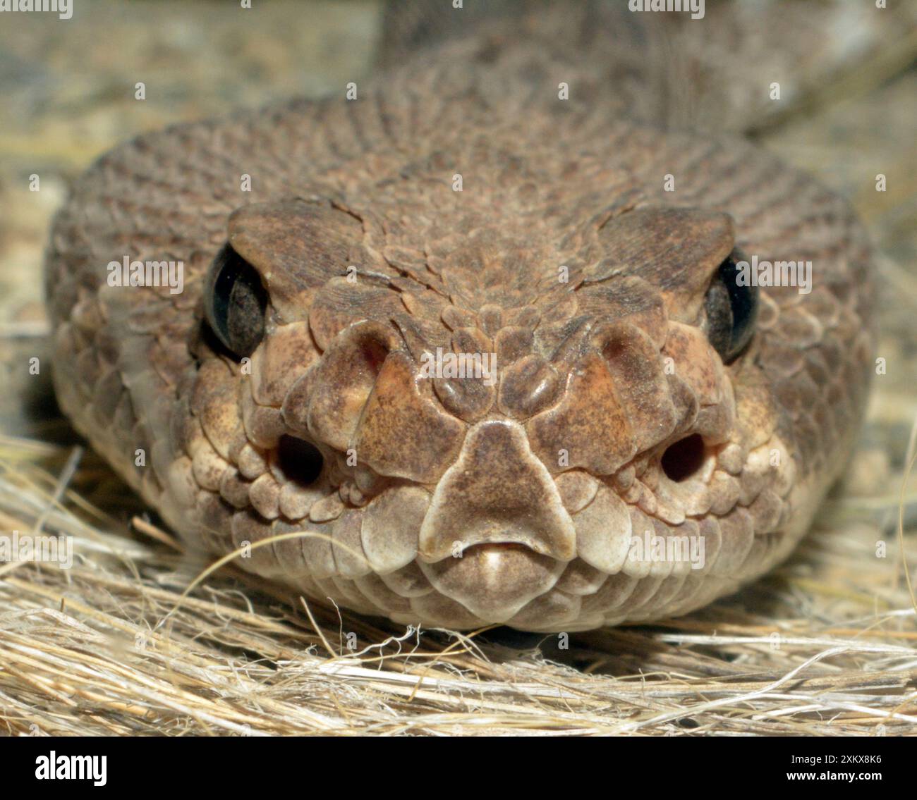Red diamond rattlesnake hi-res stock photography and images - Alamy