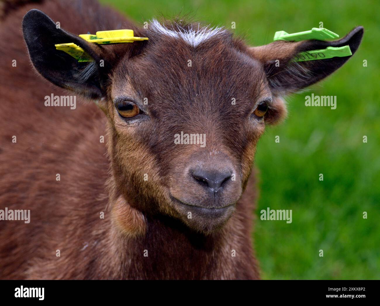 Whos a pretty boy hi-res stock photography and images - Alamy