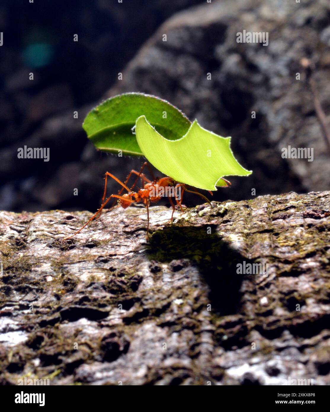 Leafcutter Ants - carrying leaf fragments underground Stock Photo - Alamy