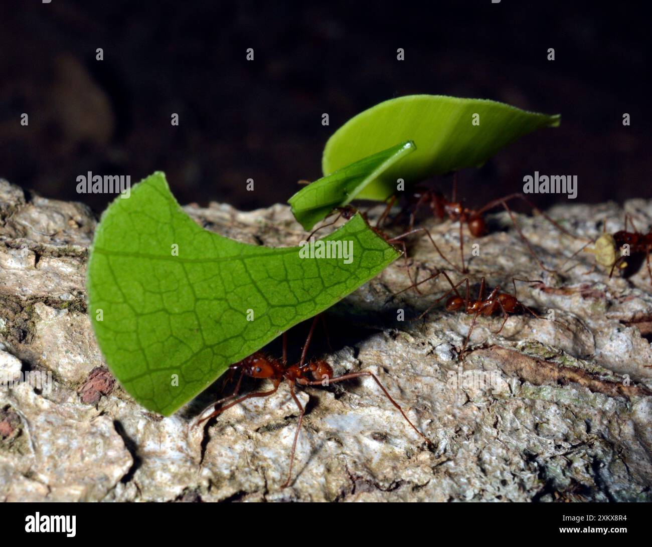 80192981 Leafcutter Ants - carrying leaf fragments Stock Photo - Alamy