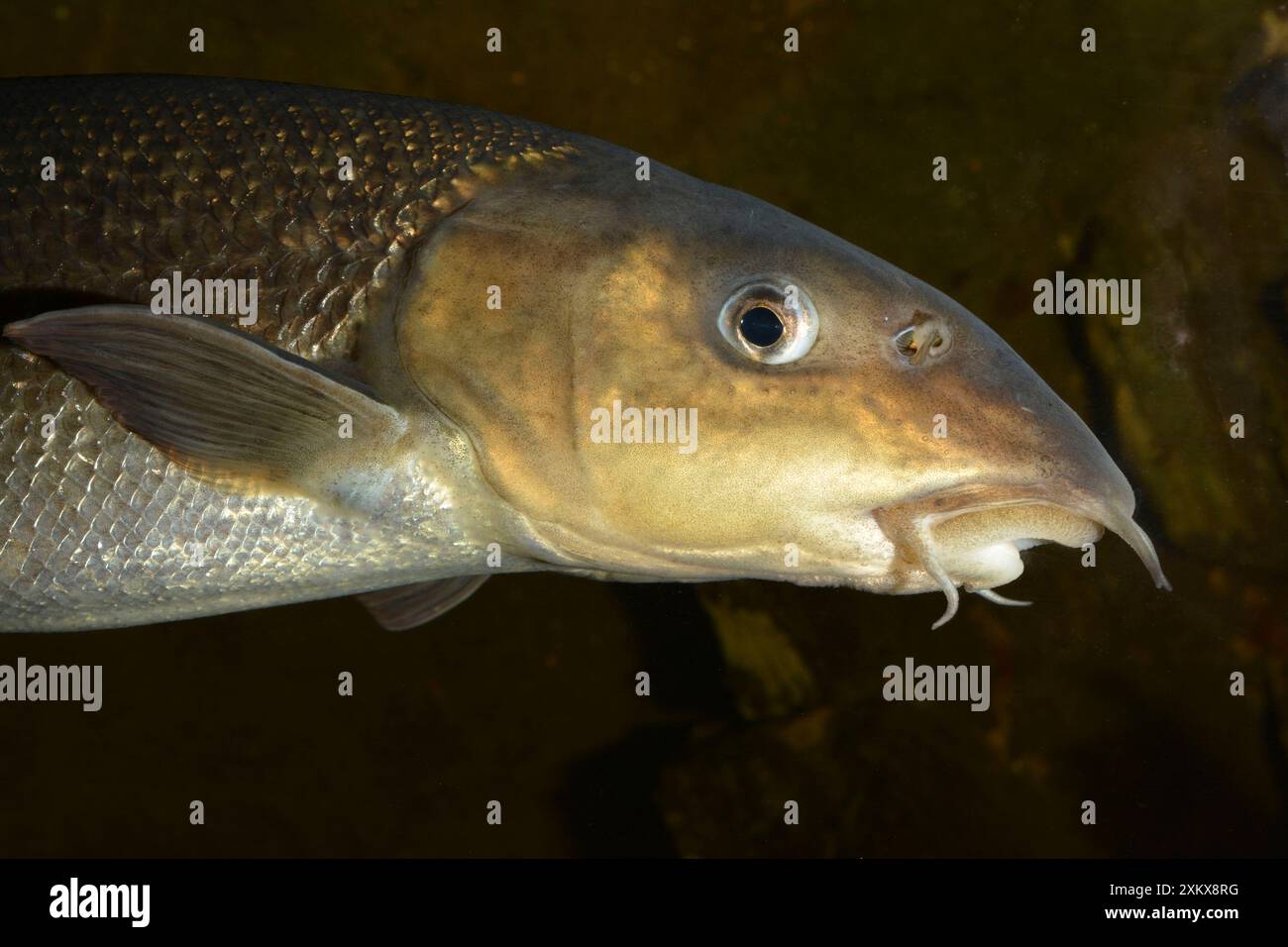 British freshwater fish hi-res stock photography and images - Alamy
