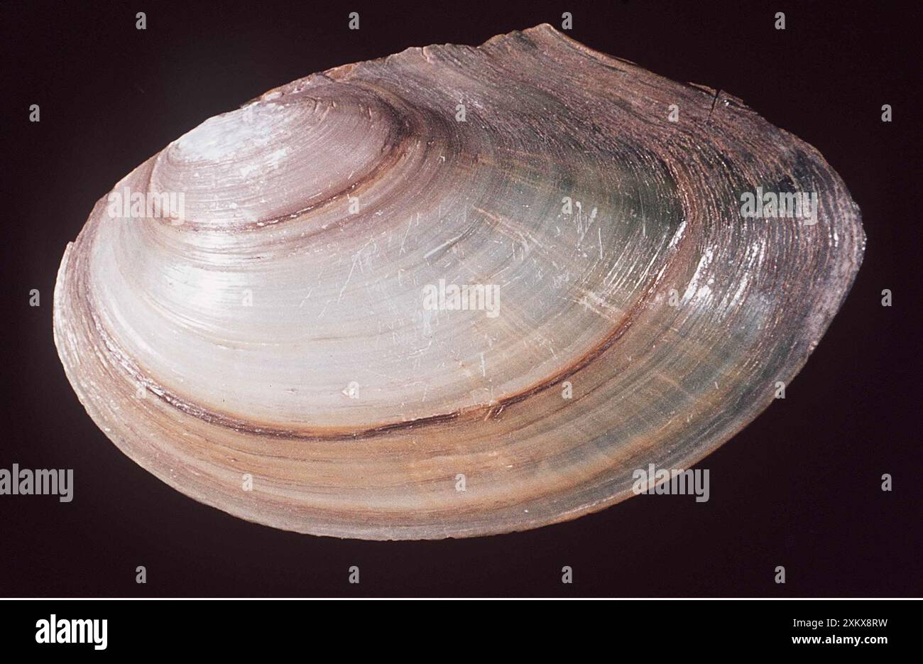 Shells growth patterns hi-res stock photography and images - Alamy