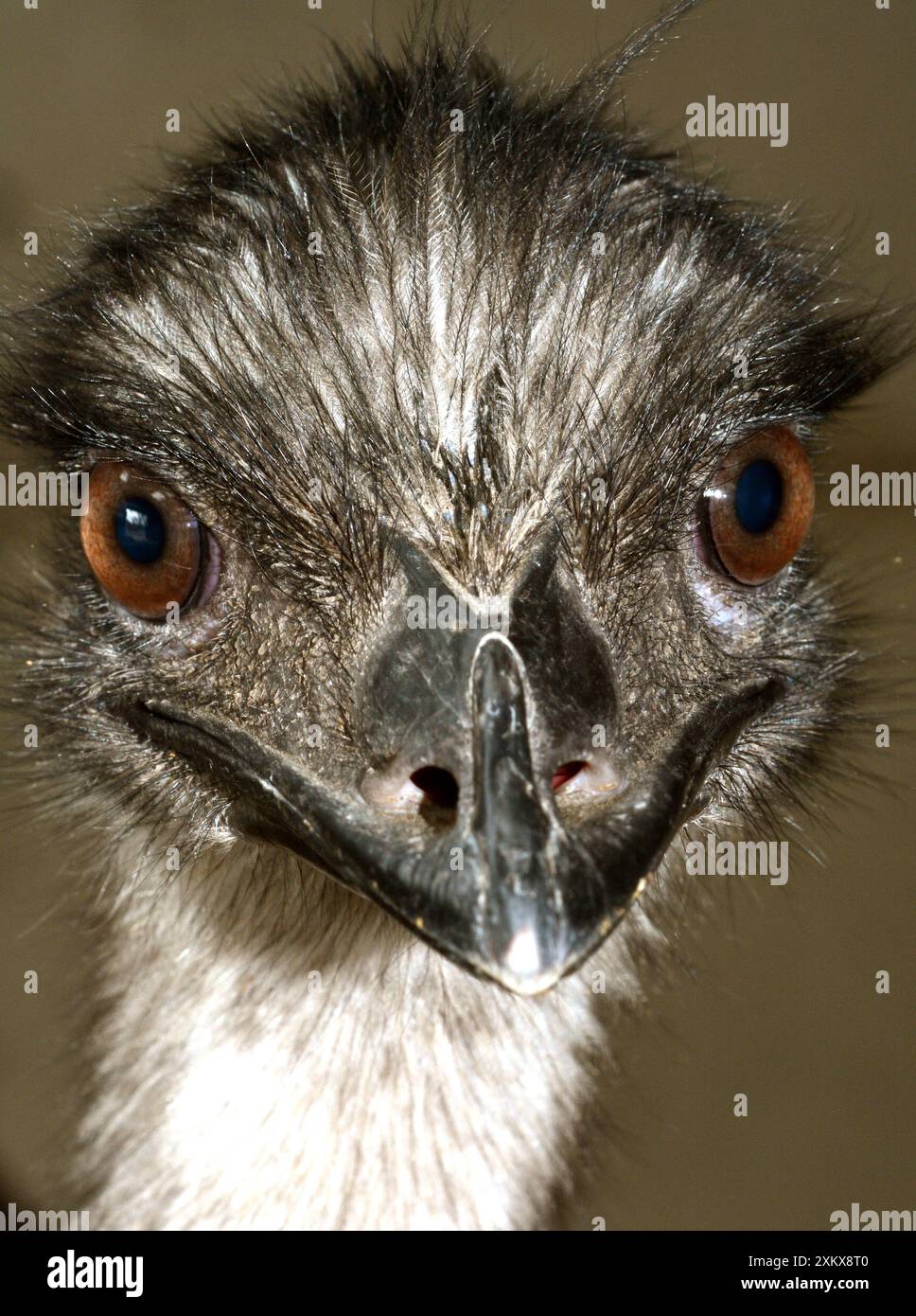 Largest flightless bird hi-res stock photography and images - Alamy