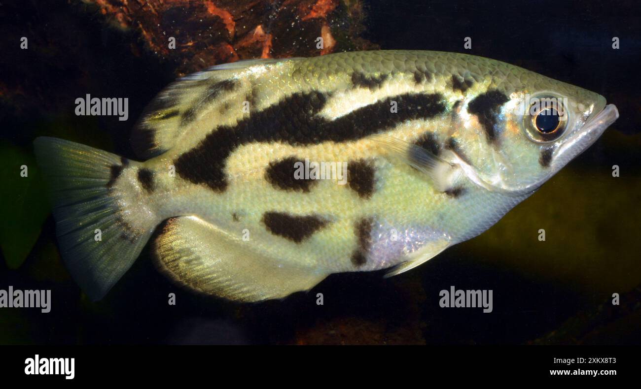 Archer Fish - (spits water out to catch insects Stock Photo - Alamy