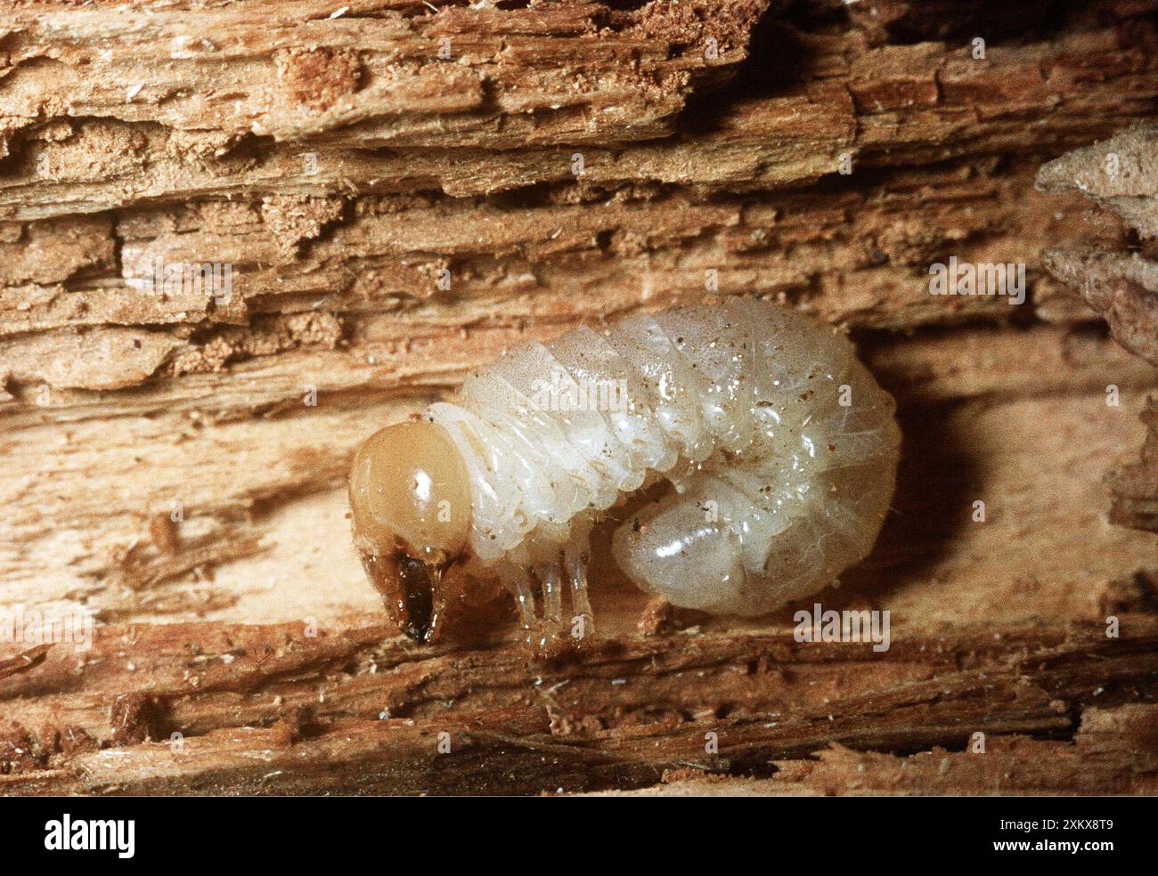 WOOD BORING BEETLE Stock Photo - Alamy