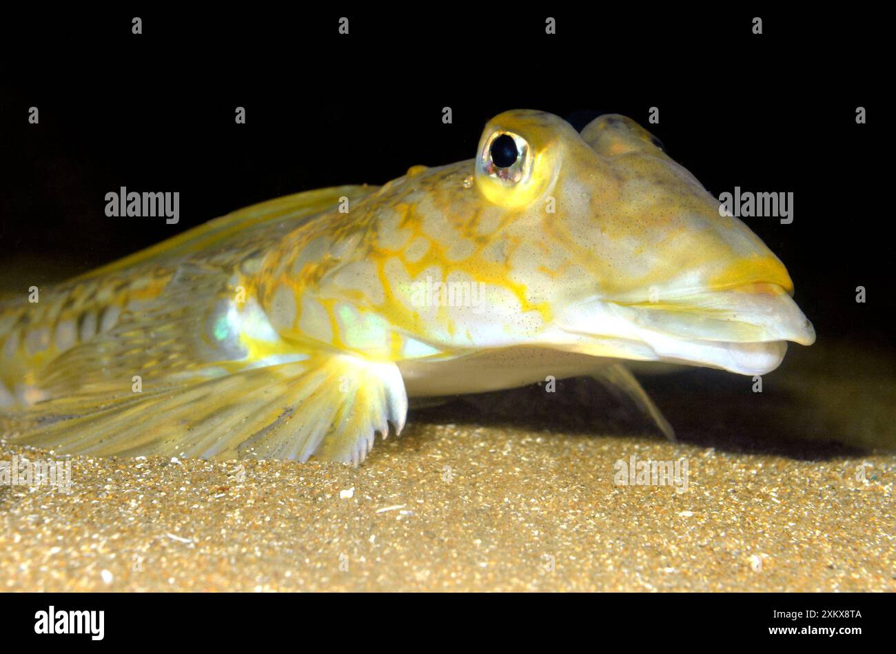 80195254 Common Dragonet - bottom dwelling fish Stock Photo - Alamy